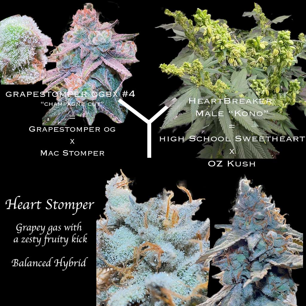 Heart Stomper F1 (Regular) – Lightseeker