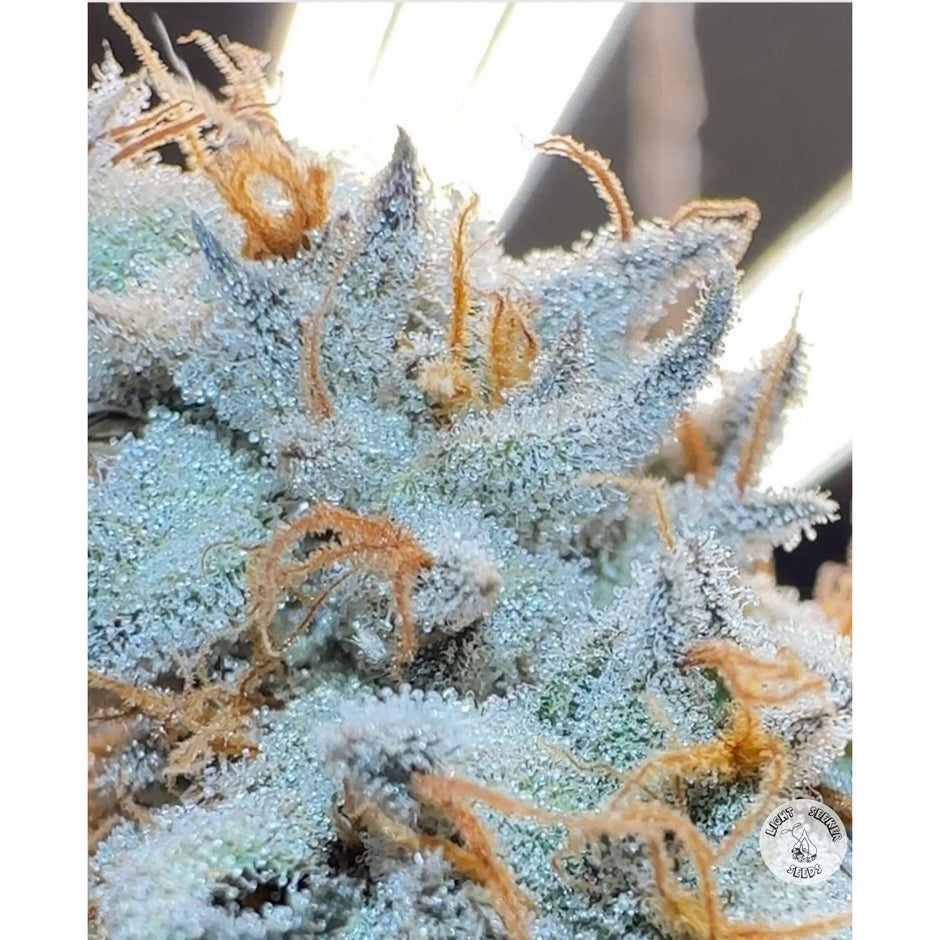 Regular Cannabis Seeds | Light Seeker Seeds | Organic Cannabis Seeds ...