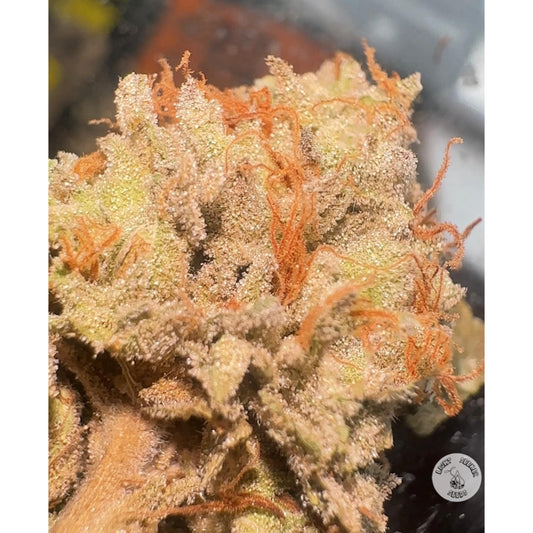 Regular Cannabis Seeds | Light Seeker Seeds | Organic Cannabis Seeds ... Regular Cannabis Seeds | Light Seeker Seeds | Organic Cannabis Seeds ...