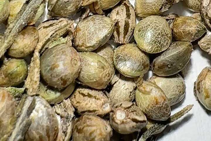 Organic Cannabis Seeds USA | Heirloom Marijuana Seeds USA ...